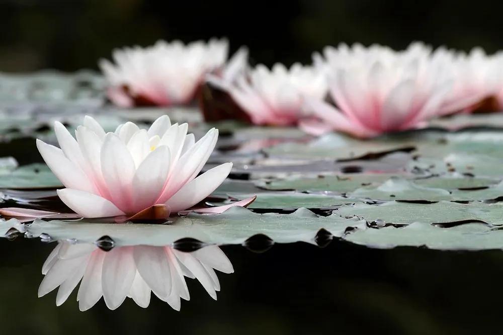 Samolepící fototapeta lotosový květ - 300x200 cm