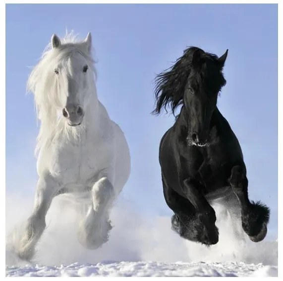 Obraz černého a bílého koně ve sněhu  (30x30 cm), 40 dalších rozměrů