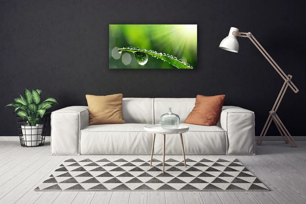 Obraz na plátně Tráva Rosa Kapky Příroda 100x50 cm