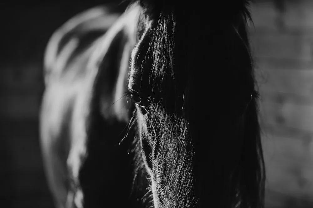 Samolepící fototapeta majestátní černobílý kůň - 225x150 cm
