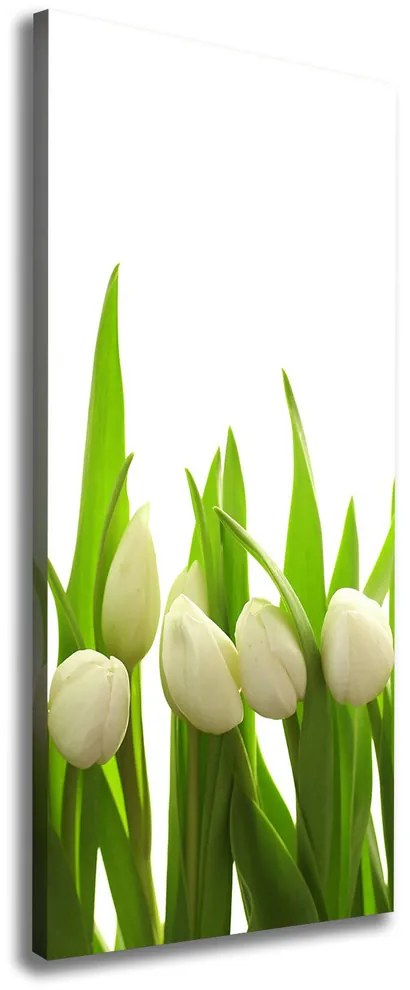 Wallmuralia Foto-obraz canvas do obýváku Bílé tulipány 50x125 cm