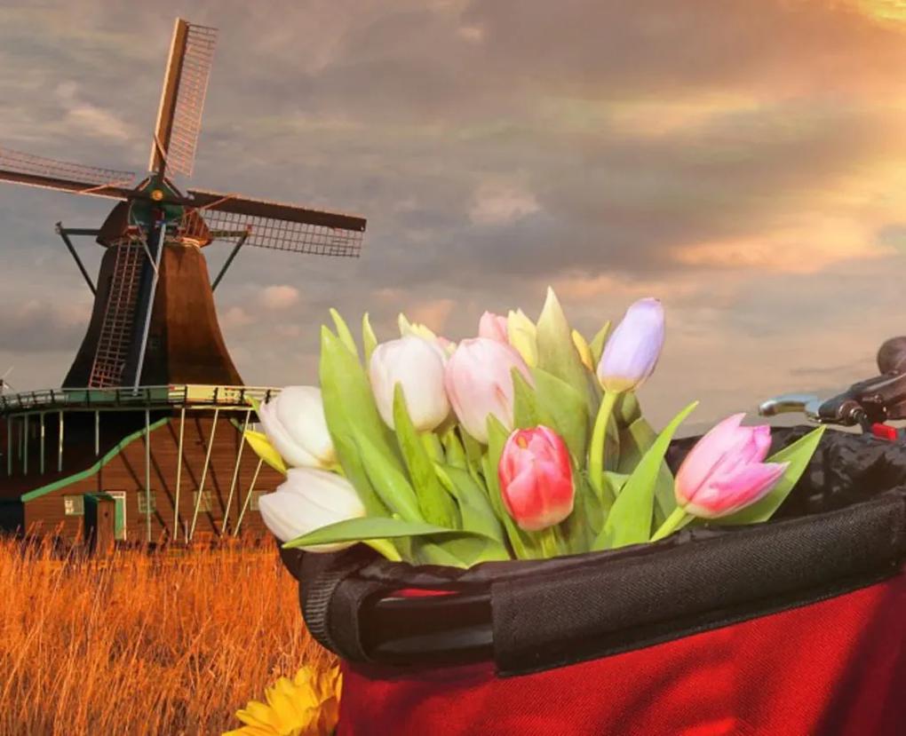 Obraz tulipány a větrný mlýn Velikost (šířka x výška): 100x80 cm
