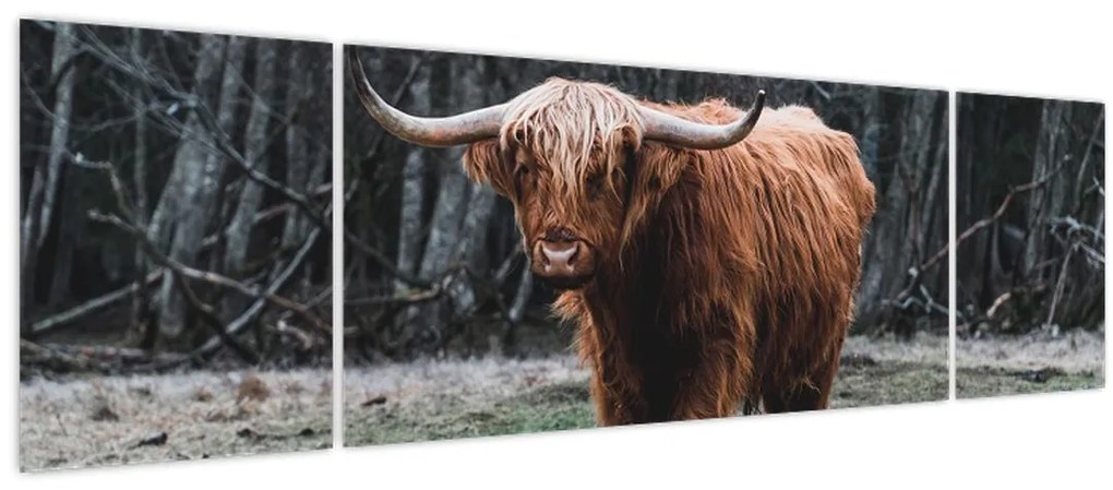 Obraz - Skotská kráva 2 (170x50 cm)