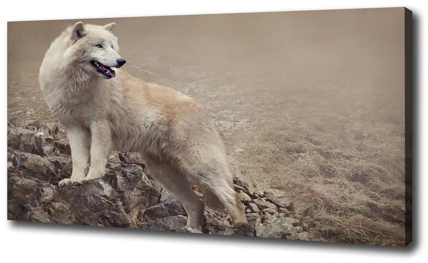 Wallmuralia Foto obraz na plátně do obýváku Bílý vlk na skále 100x50 cm