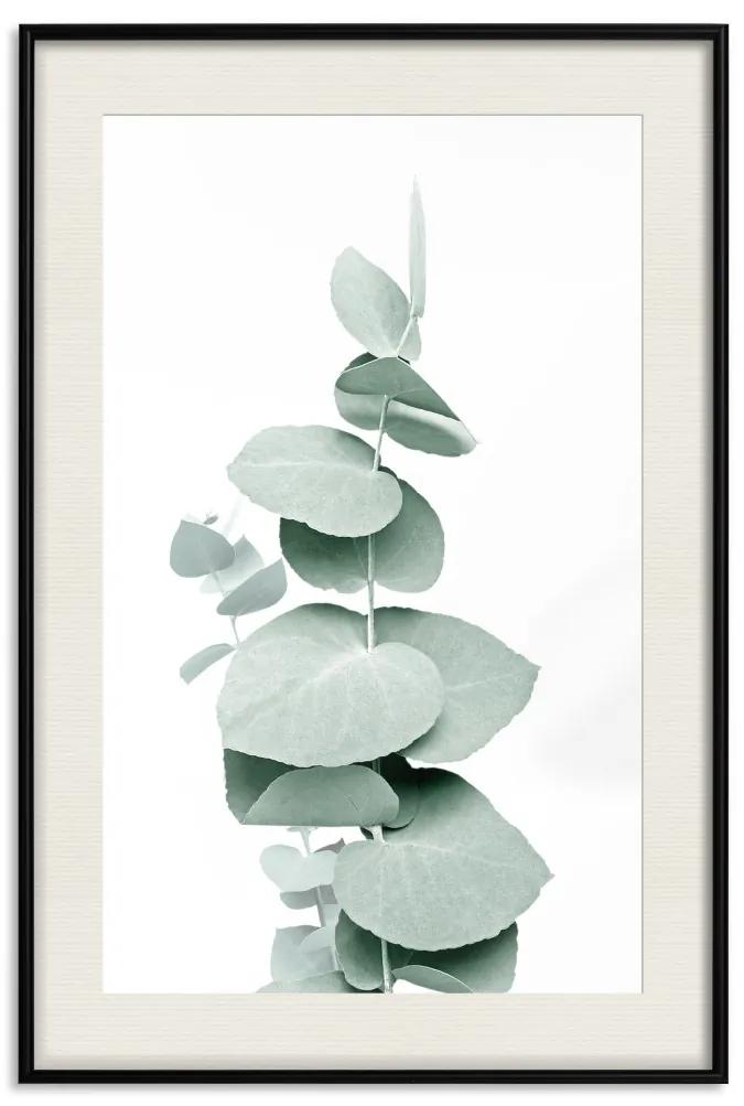 Plakát Eukalyptus - zelená větvička rostliny na bílém pozadí