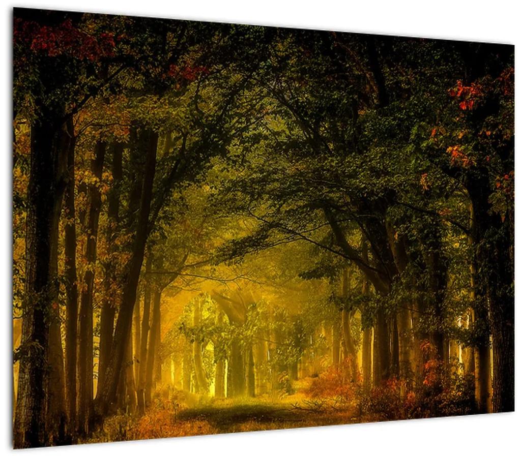 Skleněný obraz lesu (70x50 cm)