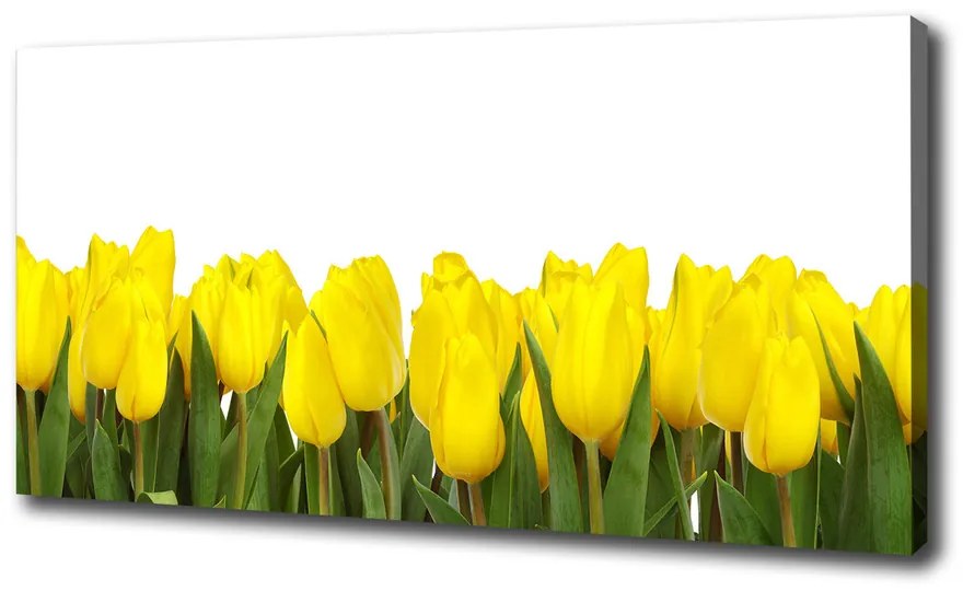 Wallmuralia Foto obraz na plátně Žluté tulipány 100x50 cm