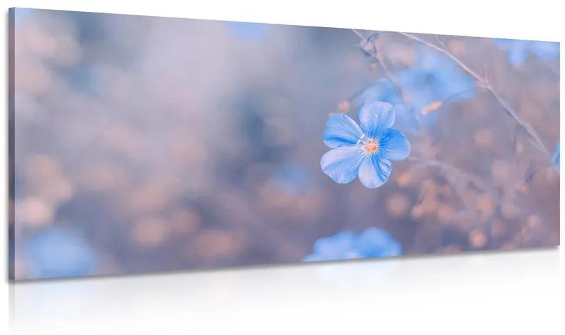 Obraz modré květy na vintage pozadí Varianta: 100x50