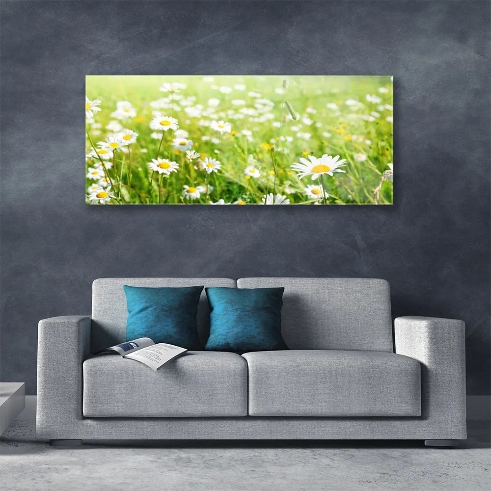 akrylový obraz Louka Sedmikrásky Příroda 125x50 cm