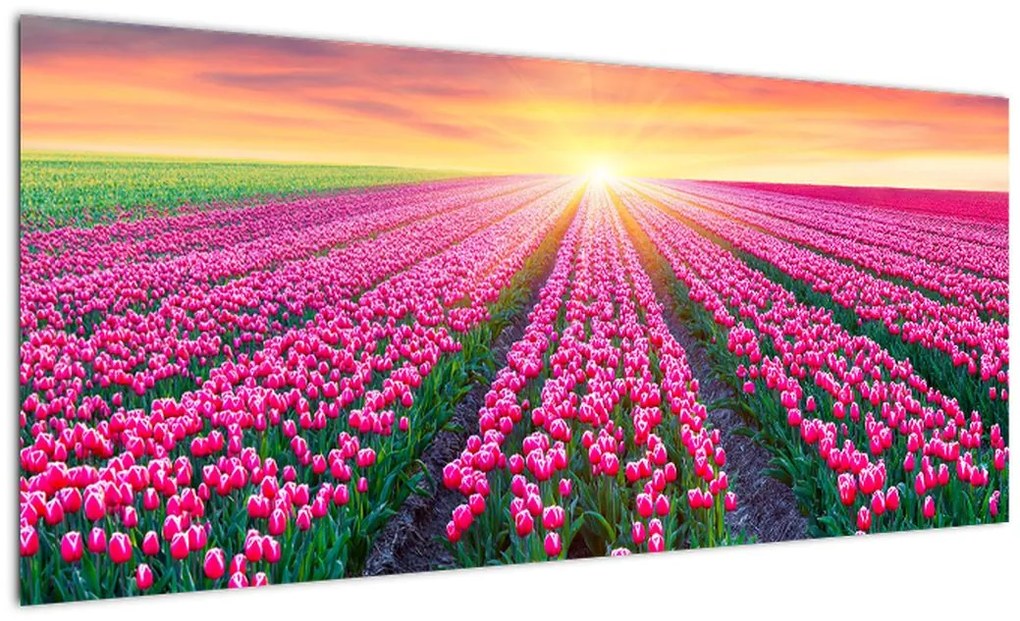 Obraz - pole květin (100x40cm)