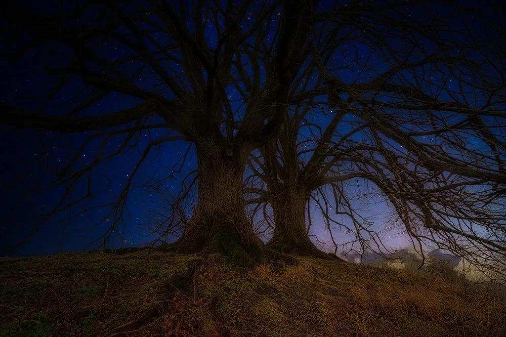 Tapeta stromy v noční krajině - 375x250 cm