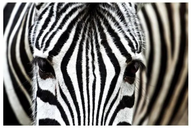 FL-255-008 Samolepicí fototapety na podlahu Zebra | 255 x 170 cm