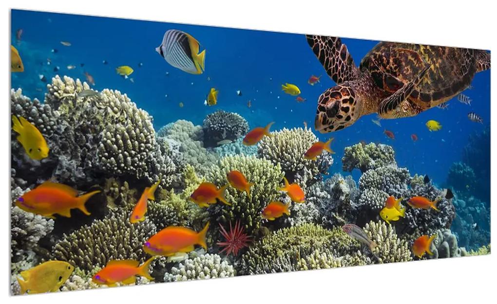 Obraz podmořského světa (100x40 cm)