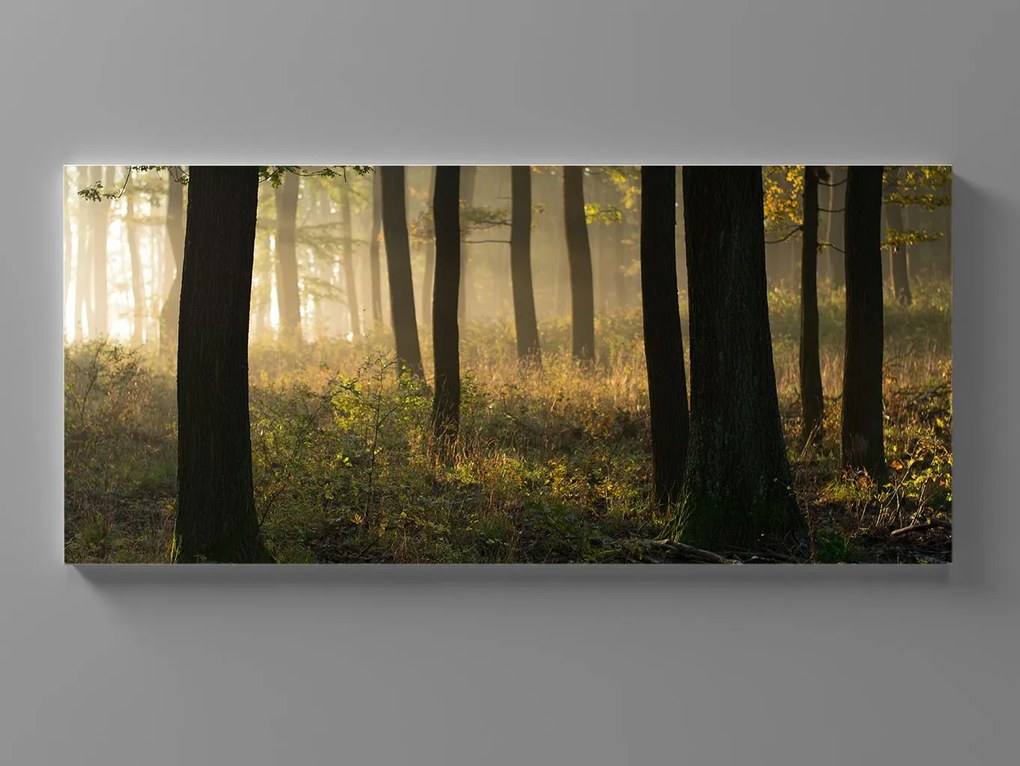 Liox XXL Obraz ranní paprsky v lese Rozměr: 200 x 100 cm