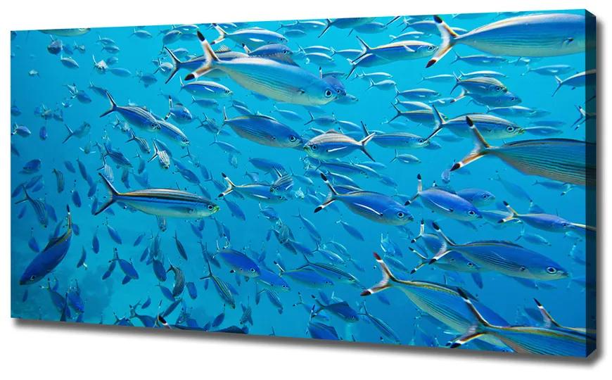 Wallmuralia Foto obraz na plátně Korálové ryby 120x60 cm