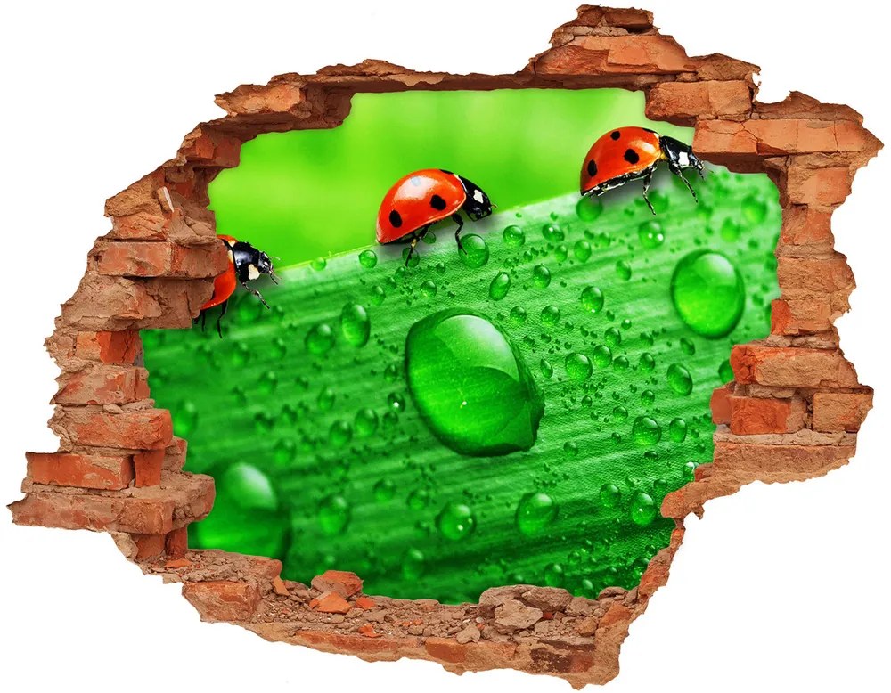 Wallmuralia Díra 3D fototapeta Berušky na trávě 90x70 cm