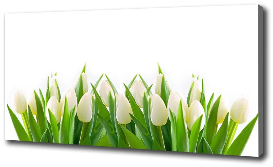 Wallmuralia Foto obraz na plátně Bílé tulipány 100x50 cm