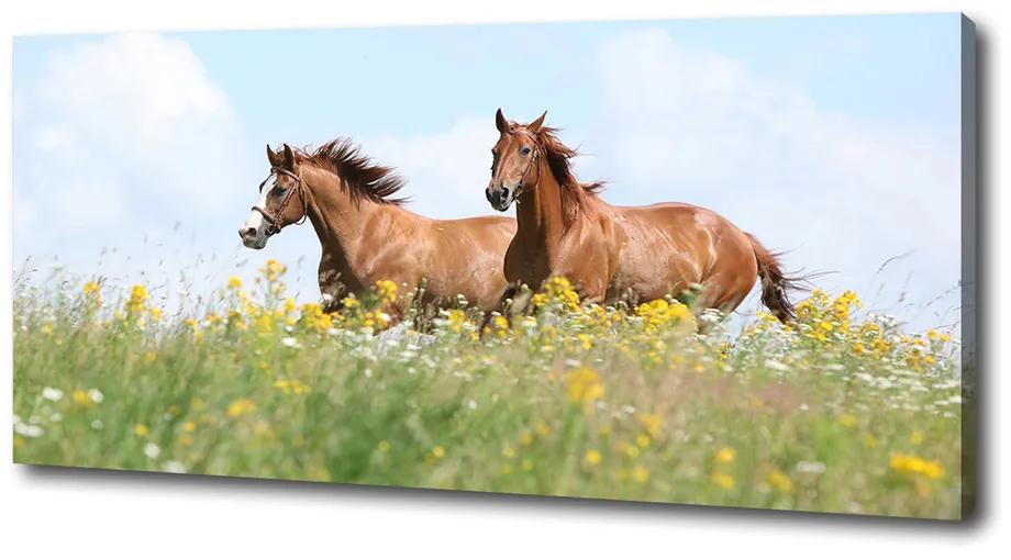 Wallmuralia Foto obraz na plátně Dva koně ve cvalu 125x50 cm