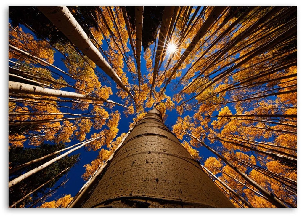 Gario Obraz na plátně Koruny stromů Rozměry: 60 x 40 cm