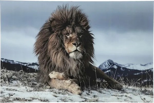 Obraz na skle Proud Lion 120x80cm