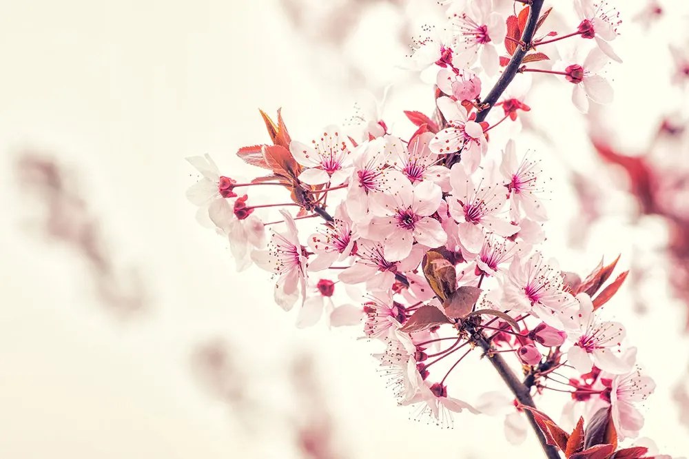Samolepící fototapeta růžové květy třešně