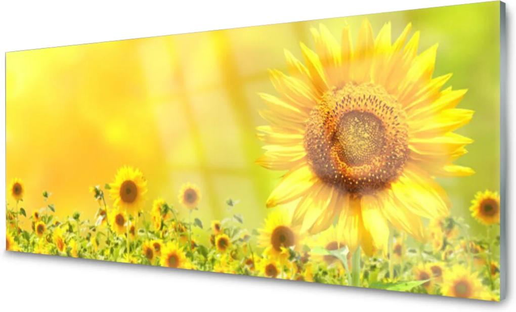 Plexisklo obraz Slunečnice Květ Rostlina | BIANO