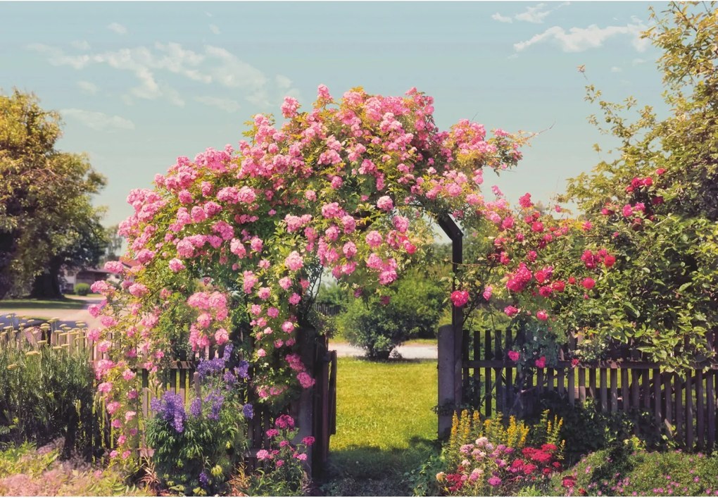 Komar Papírová fototapeta Rose Garden, 368 x 254 cm