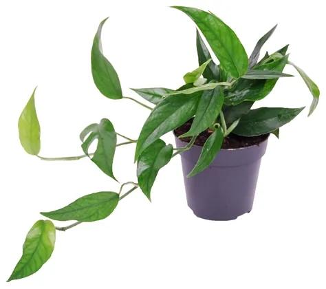 Pokojová rostlina Epipremnum pinnatum Blue form, průměr 12 cm