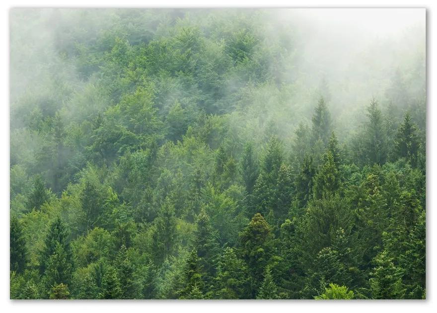 Wallmuralia Fotoobraz na skle Tajemný les 100x70 cm