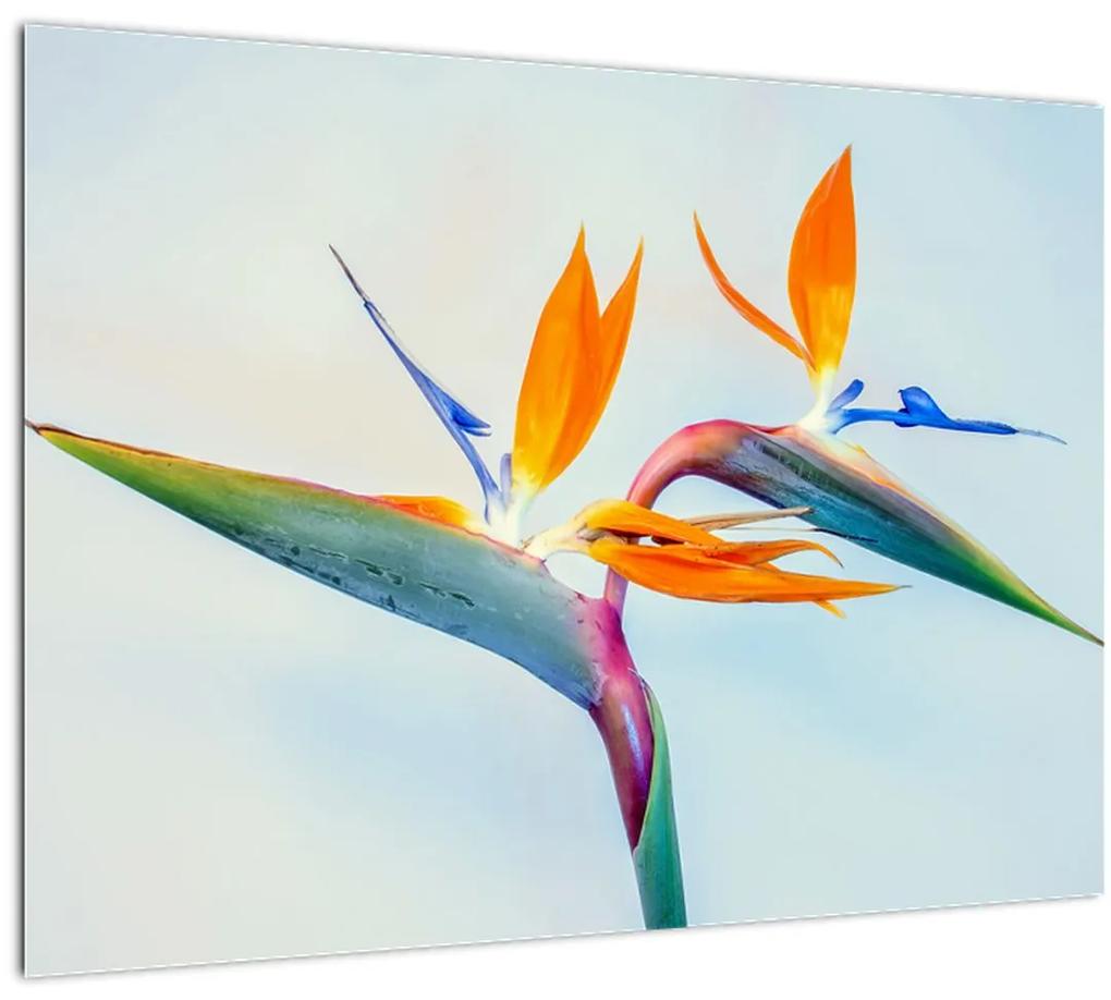 Skleněný obraz květu Strelície (70x50 cm)