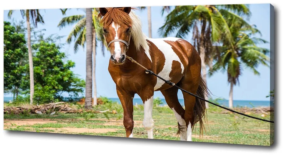 Wallmuralia Foto obraz na plátně do obýváku Strakatý kůň 125x50 cm