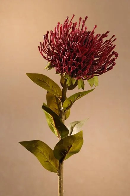 Paramit DRY PROTEA Aranžovací květina červená 73 cm
