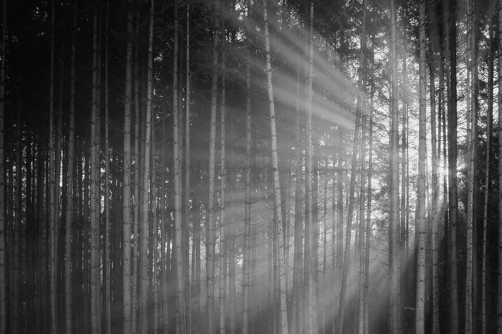 Samolepící fototapeta slunce za stromy v černobílém - 300x200 cm