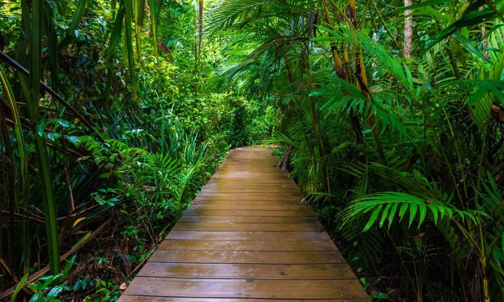 Vícedílný obraz Dřevěný Most V Tropickém Lese 3D Nedostatek Nedostatek Přírodní plátno 150x90