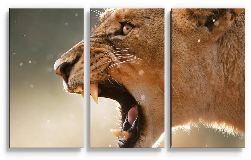 Sablio Obraz - 3-dílný Rozzuřená lvice - 120x80 cm