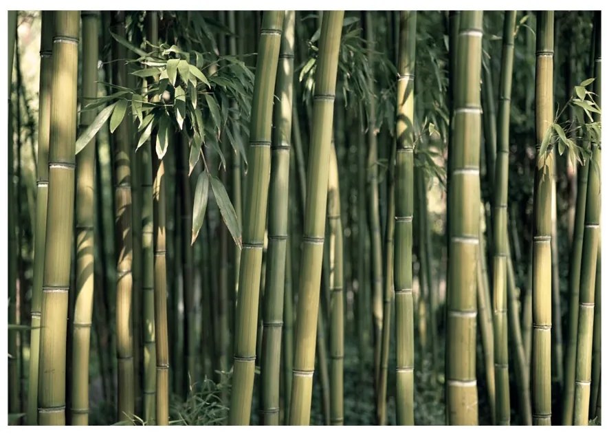 Fototapeta - Bamboo Exotic