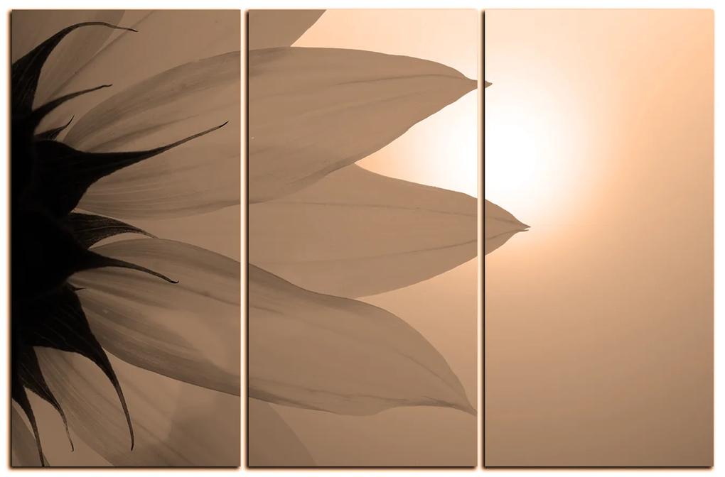 Obraz na plátně - Slunečnice květ 1201FB (105x70 cm)
