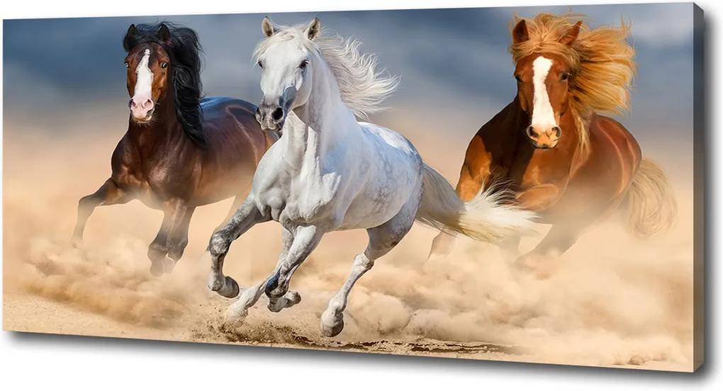 Foto obraz na plátně Koně na poušti
