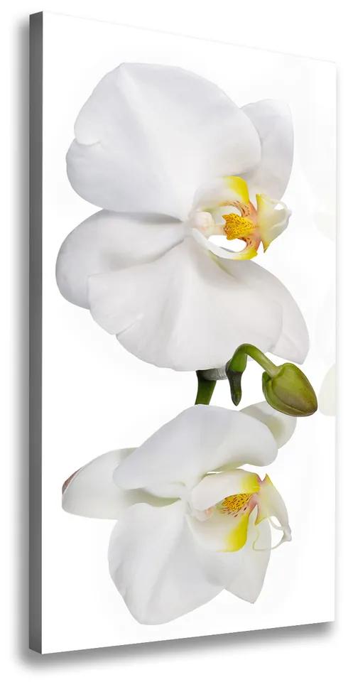 Wallmuralia Foto obraz na plátně Bílá orchidej 70x140 cm