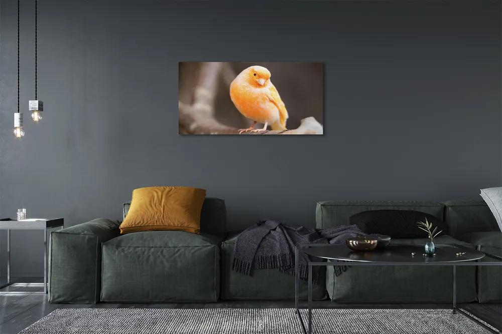 Obrazy na plátně větev papoušek 120x60 cm