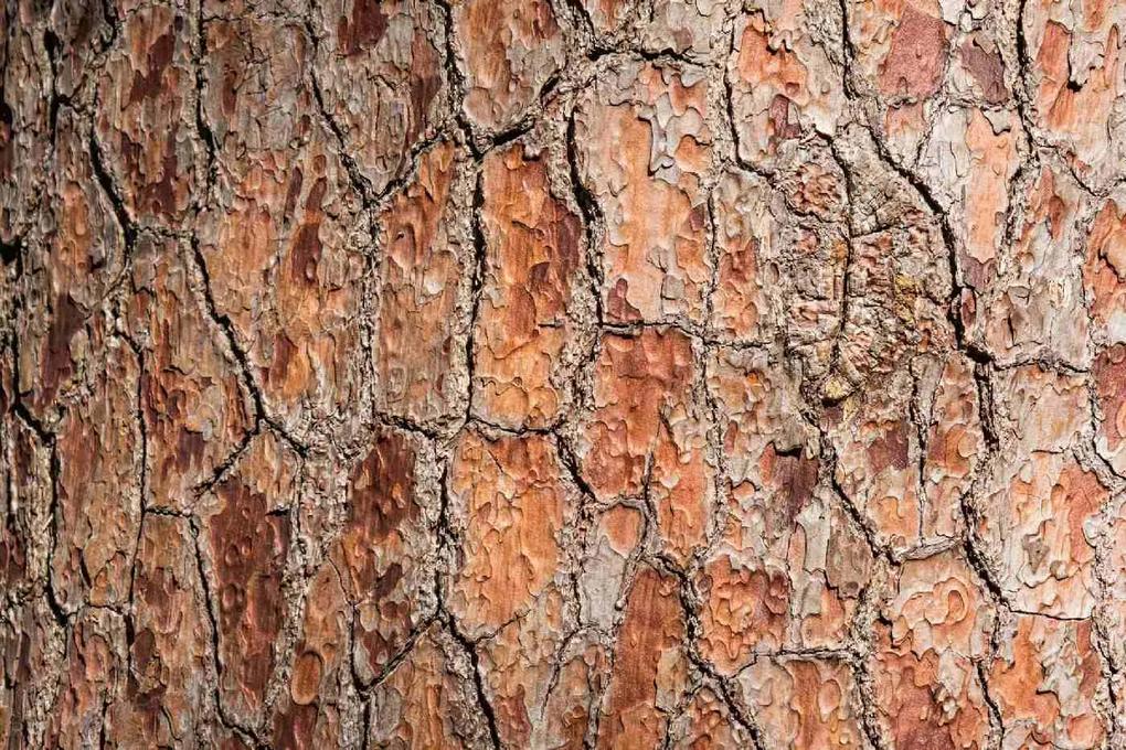 DIMEX | Samolepicí vliesová fototapeta na zeď Detail stromu MA-5-2340 | 375 x 250 cm | hnědá