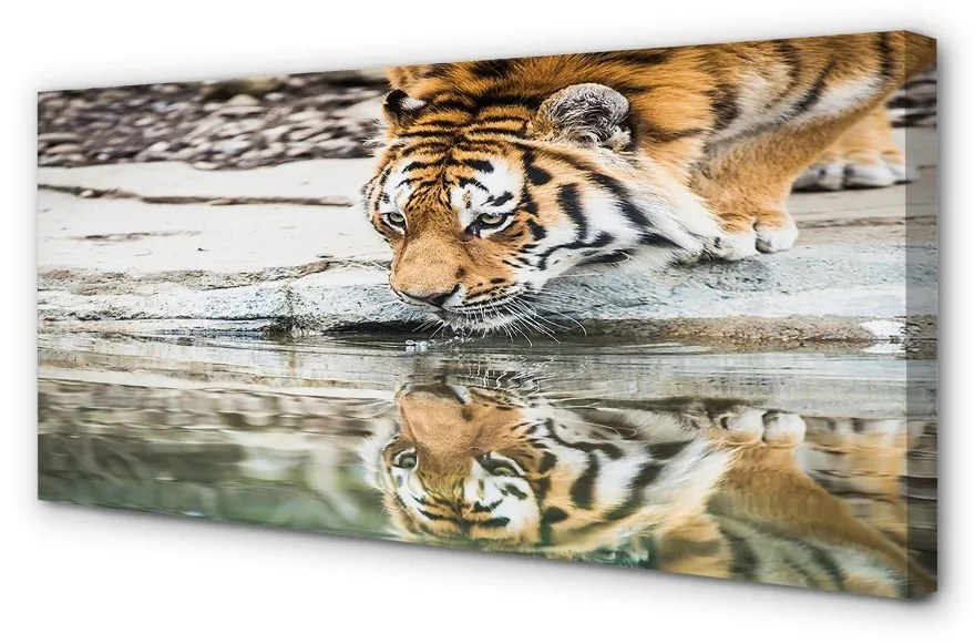 Obrazy na plátně tiger pití 100x50 cm