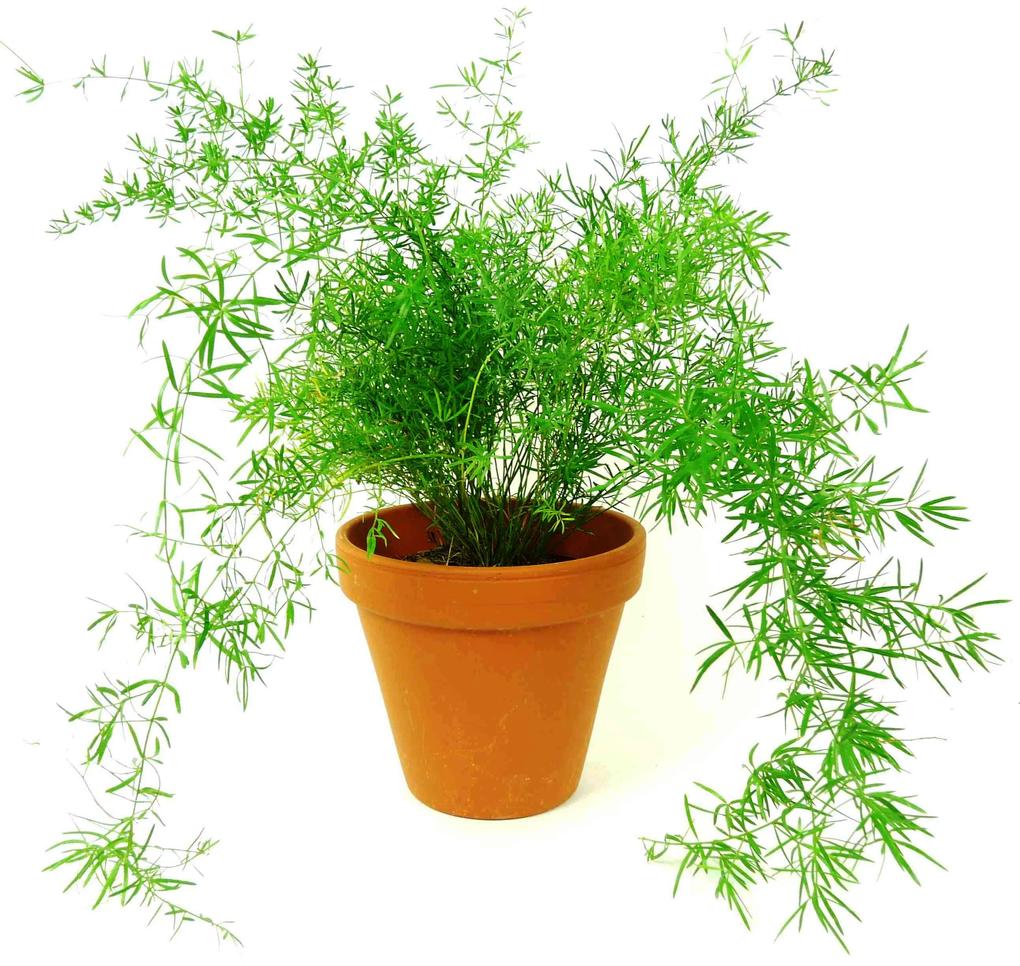 Gardners Pokojová rostlina  Asparagus sprengeri, průměr 12 cm
