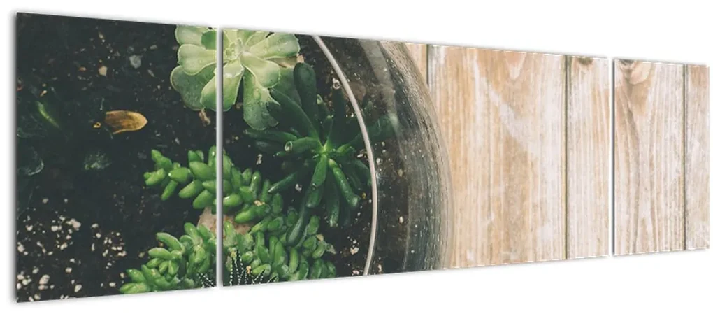 Obraz sukulentů ve skle (170x50 cm) | BIANO