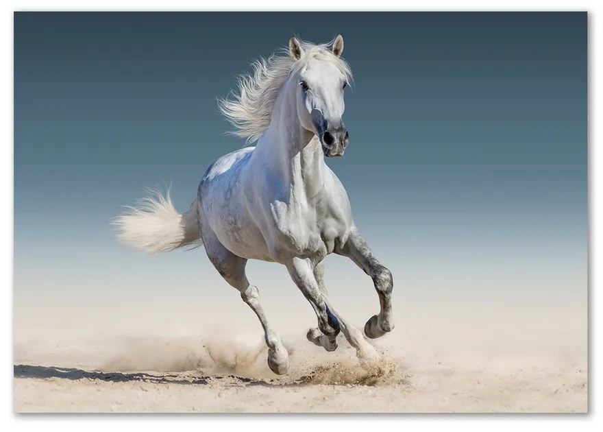 Wallmuralia Foto obraz akrylové sklo Bílý kůň ve cvalu 100x70