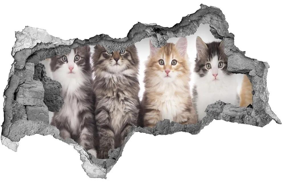 Wallmuralia Díra 3D fototapeta nálepka Šest koček 95x73 cm