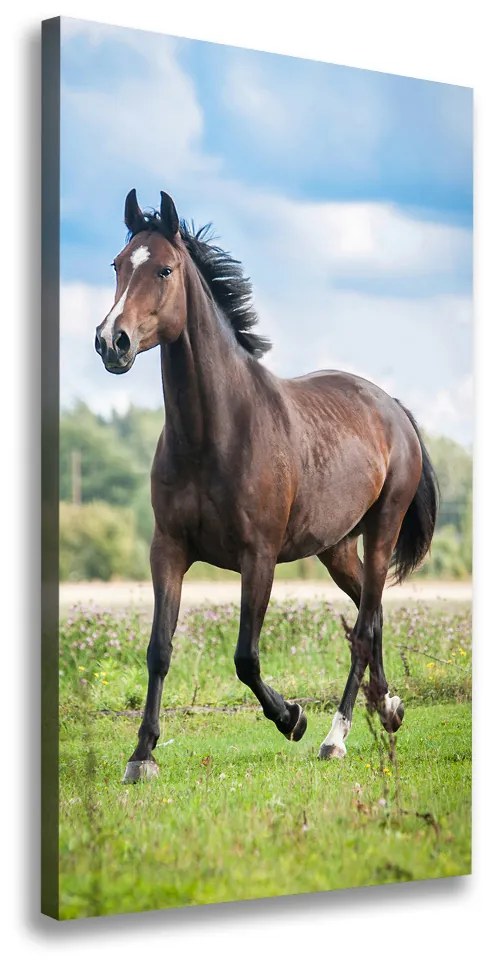 Wallmuralia Vertikální Vertikální Foto obraz na plátně do obýváku Kůň na poli 50x100