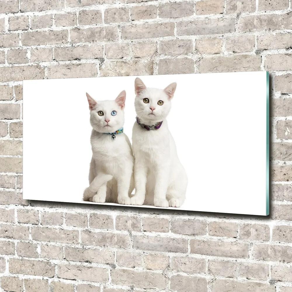 Wallmuralia Foto-obraz skleněný horizontální Bílé kočky 140x70 cm