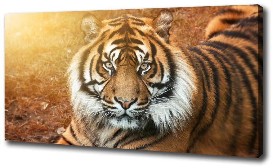Wallmuralia Moderní fotoobraz canvas na rámu Bengálský tygr 100x50