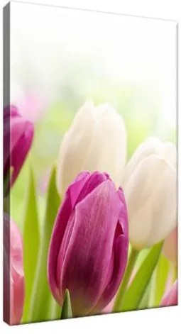 Tištěný obraz Barevné jemné tulipány 20x30cm 2125A_1S